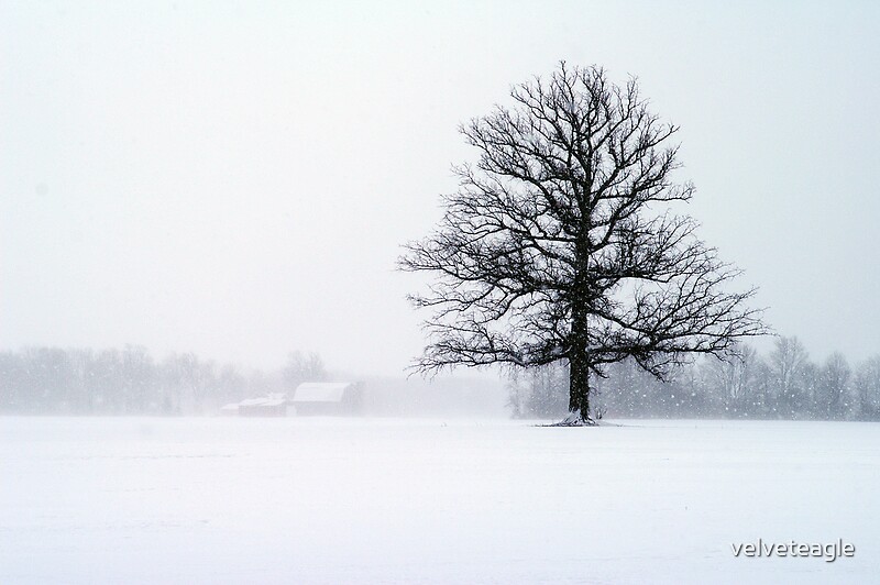 "Blizzard Tree" by velveteagle | Redbubble