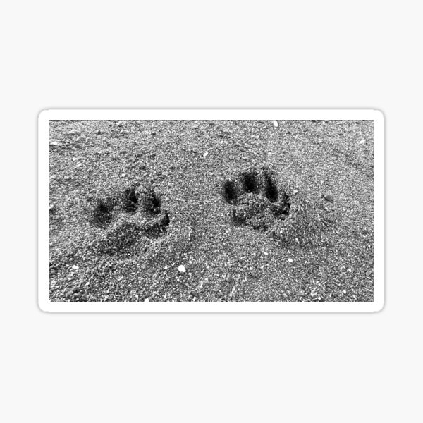 "Dog Paw Prints on the Beach" Sticker for Sale by CreateShape | Redbubble