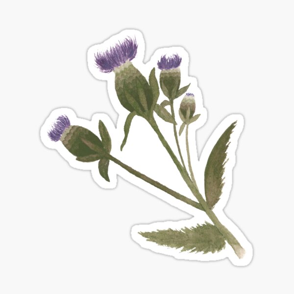 "Purple Thistle " Sticker for Sale by My-Art-Escape | Redbubble