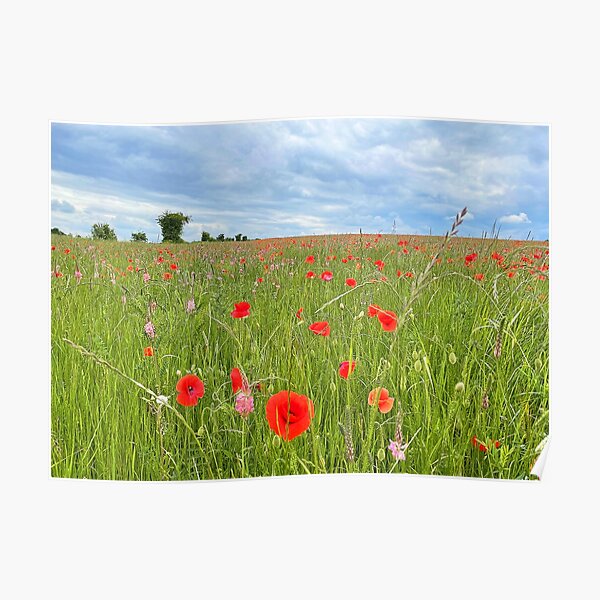 "Poppy Field, Cotswolds" Poster for Sale by Graz-Photos | Redbubble