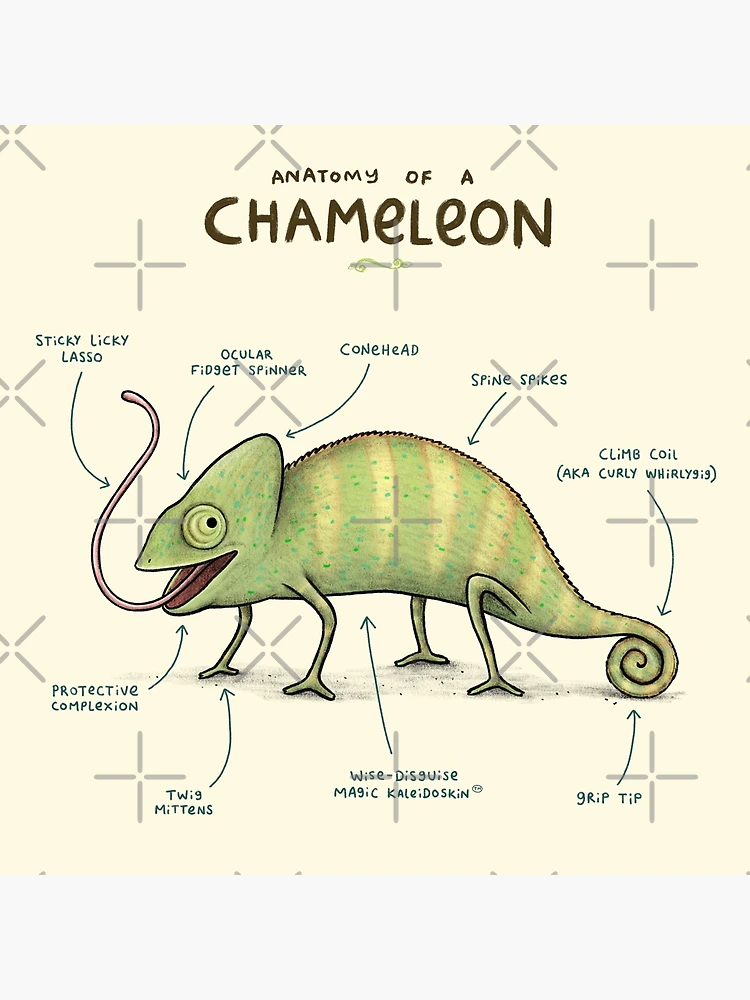 Kameleon Tong Anatomie How The Tongue Shaped Life On Earth | Science