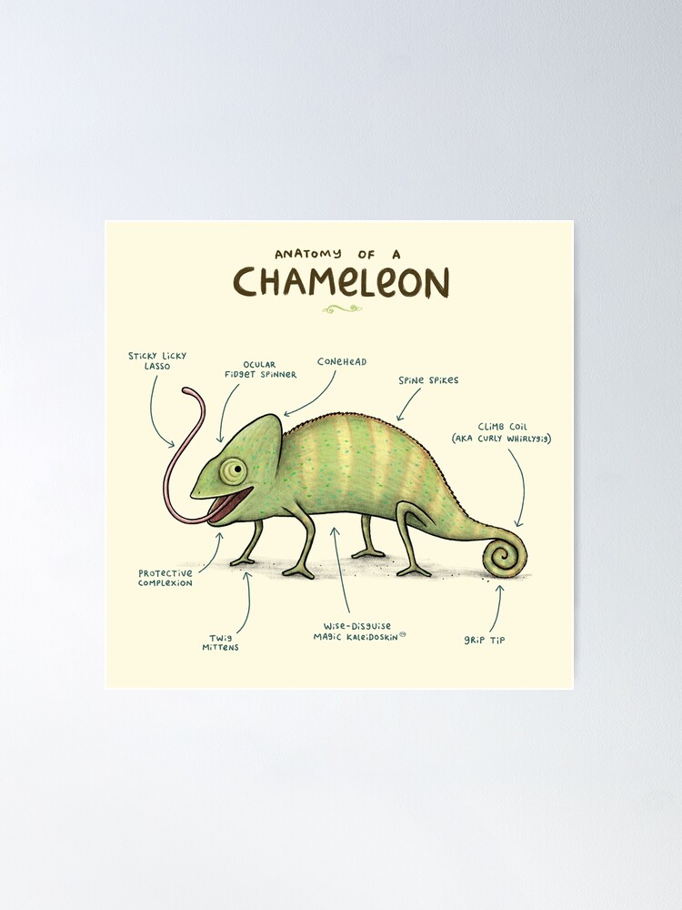 Chameleon Anatomy