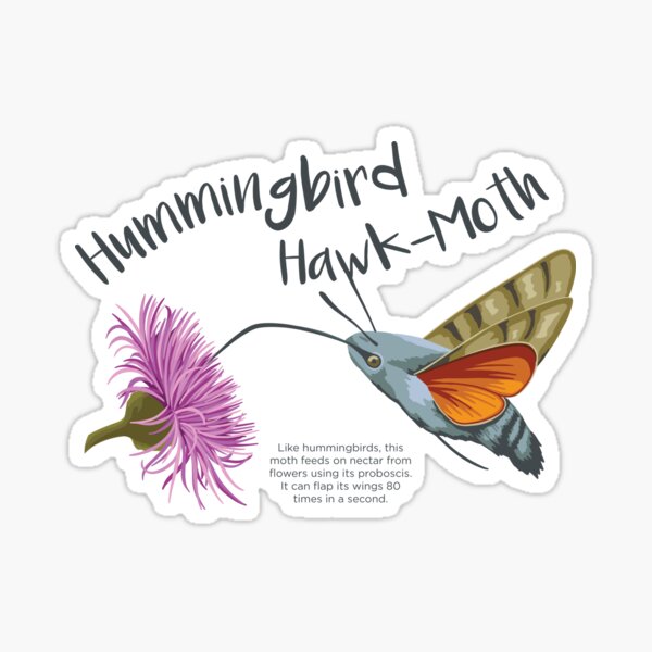 "Hummingbird Hawk-Moth" Sticker for Sale by Influnecedby | Redbubble