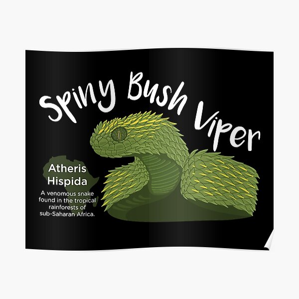 "Spiny Bush Viper" Poster for Sale by Influnecedby | Redbubble