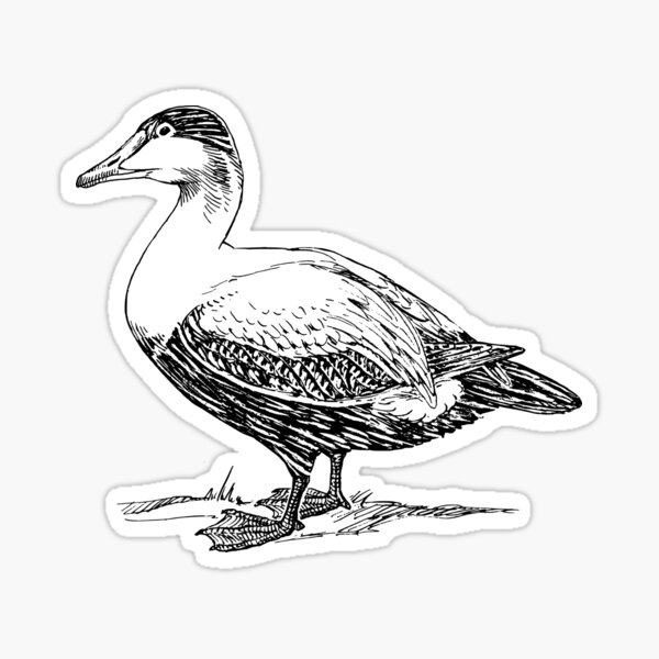 "Duck Drawing" Sticker by seriouscereal | Redbubble