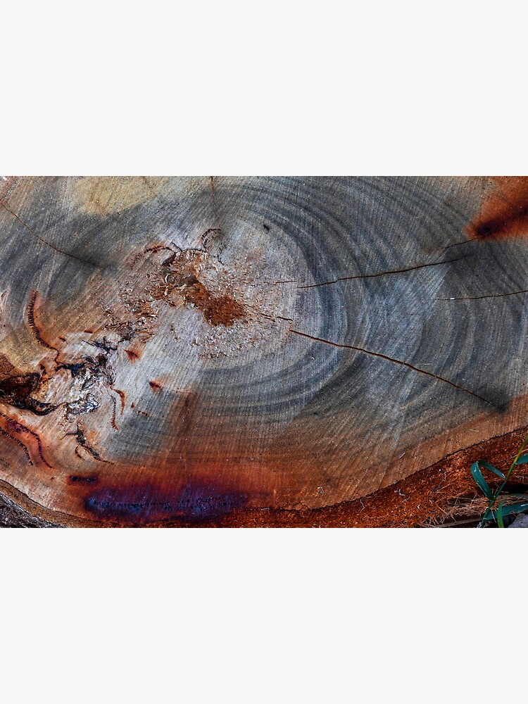 "Faded Tree Spiral Life Line" Poster for Sale by textural | Redbubble