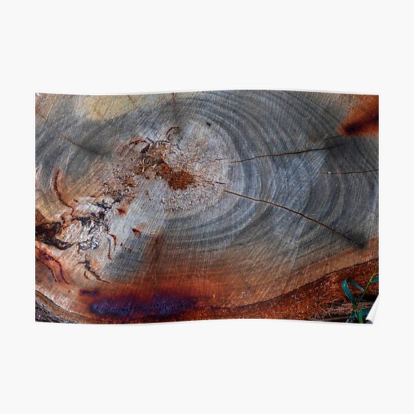 "Faded Tree Spiral Life Line" Poster for Sale by textural | Redbubble
