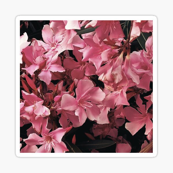 Pretty Peach Oleander Closeup Photo Sticker For Sale By Branaghbel