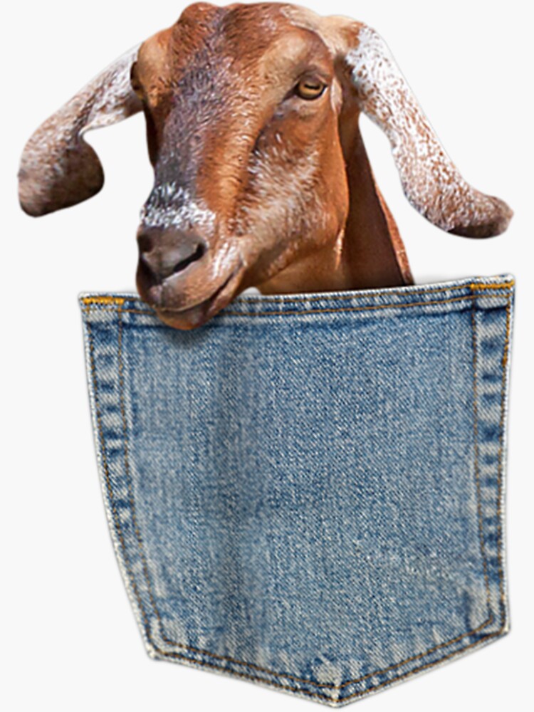 "Goat Pocket Baby Goat Peeking Funny Goat Animal" Sticker for Sale by ...