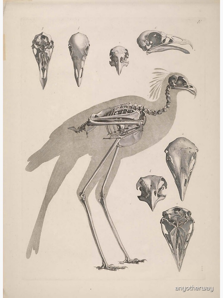 "Falcon Skeleton" Poster for Sale by anyotherway | Redbubble