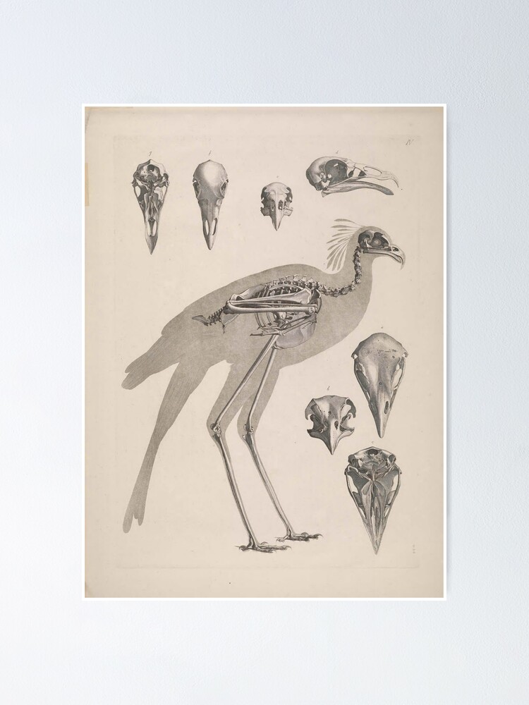 "Falcon Skeleton" Poster for Sale by anyotherway | Redbubble