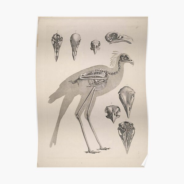 "Falcon Skeleton" Poster for Sale by anyotherway | Redbubble