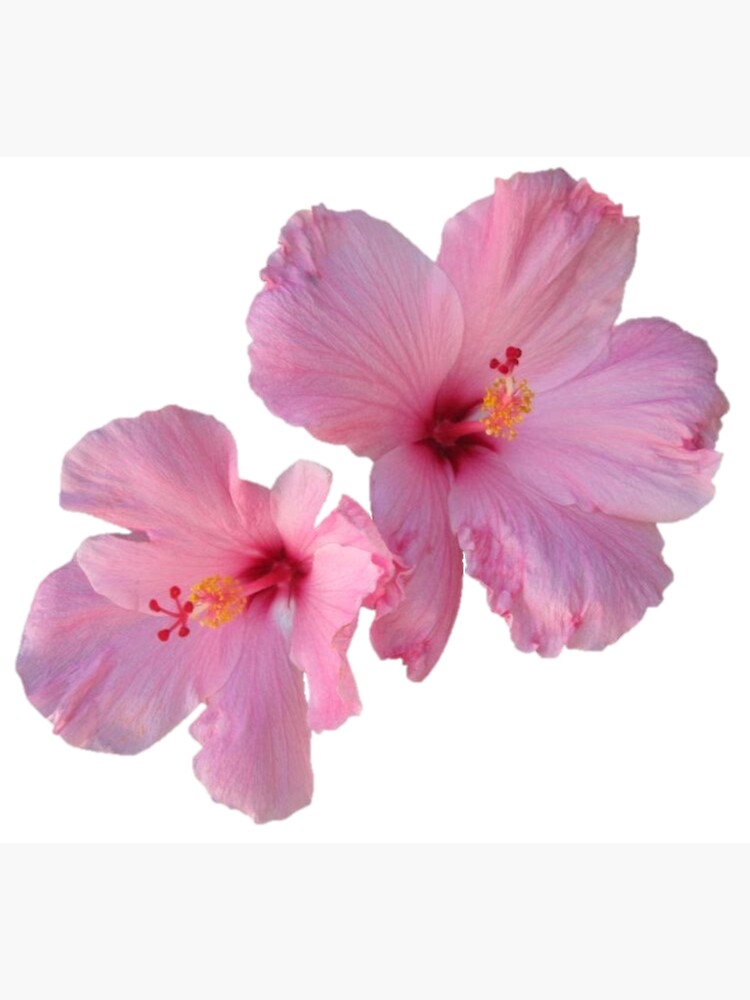 "Hibiscus Flowers" Poster for Sale by zarabukhari | Redbubble