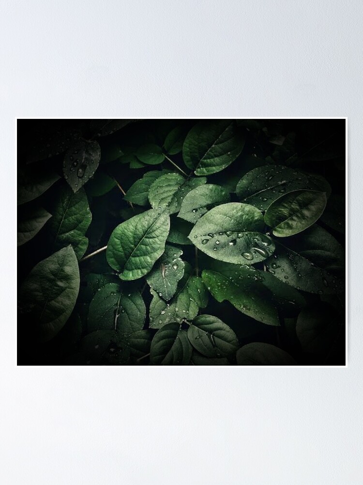 "Dewy leaves" Poster for Sale by Meow-Meowy | Redbubble