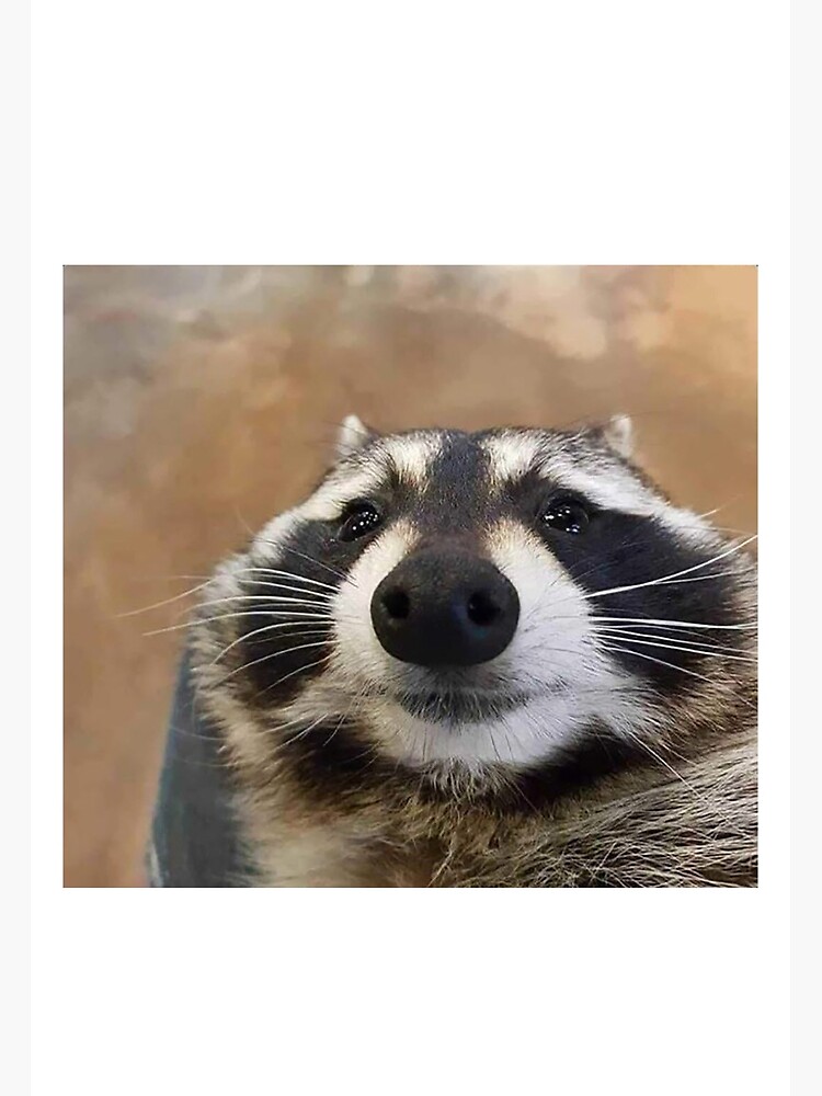 Excelente Meme De Mapache I Need Pedro Raccoon As A Watch Face