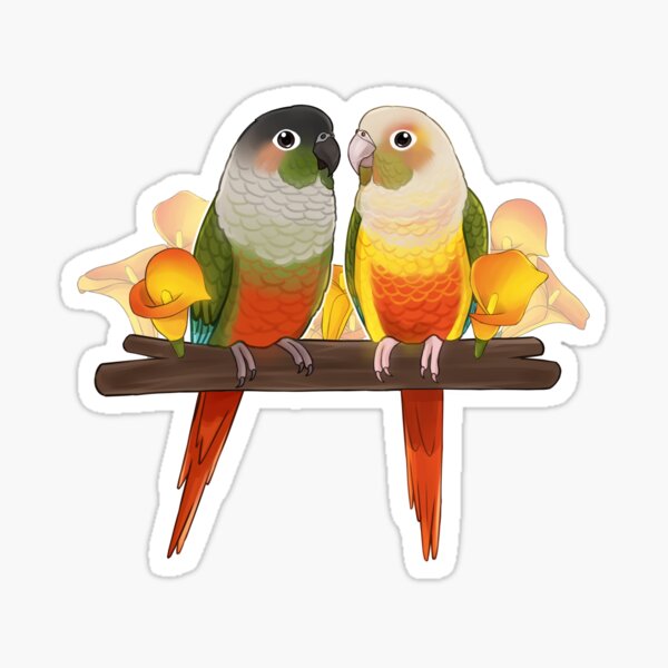 "Cute Conures" Sticker for Sale by meruesan | Redbubble