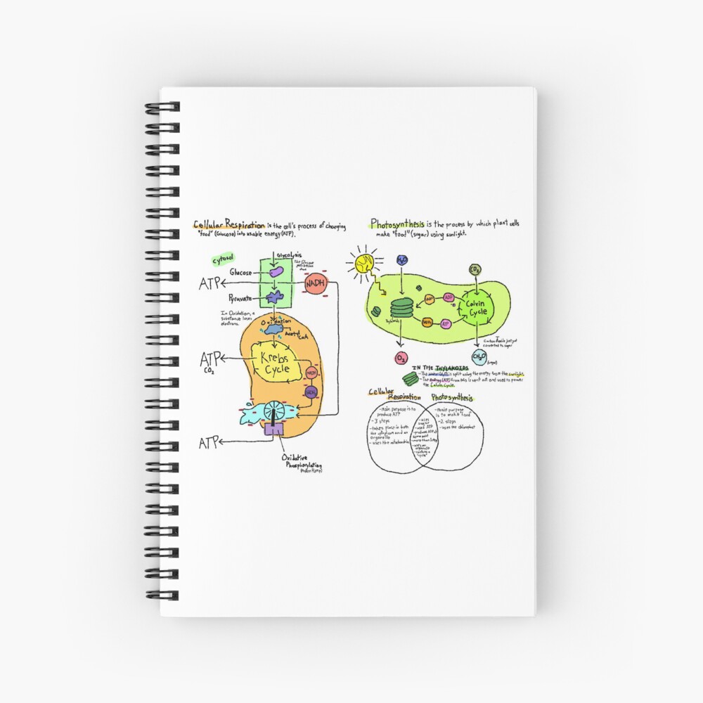 Cuaderno de espiral «Diagrama de respiración celular y fotosíntesis ...