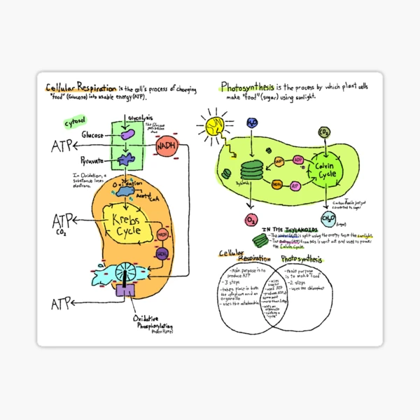 Figure 93 Cellular Respiration Photosynthesis