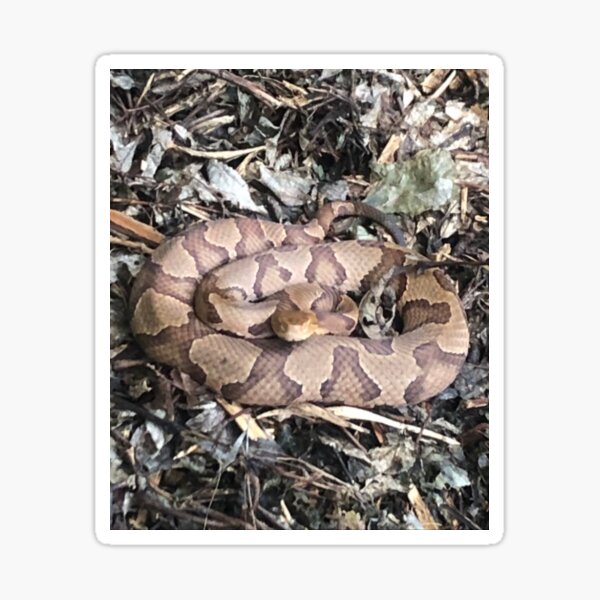 "Northern Copperhead 1" Sticker by NimsNature | Redbubble