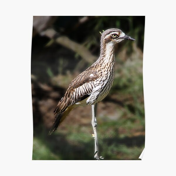 "Curlew" Poster for Sale by indiafrankk | Redbubble