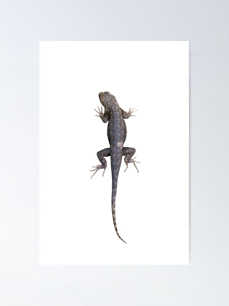 "Cute Small Wild Lizard Sunning" Poster for Sale by KsbAesthetics ...