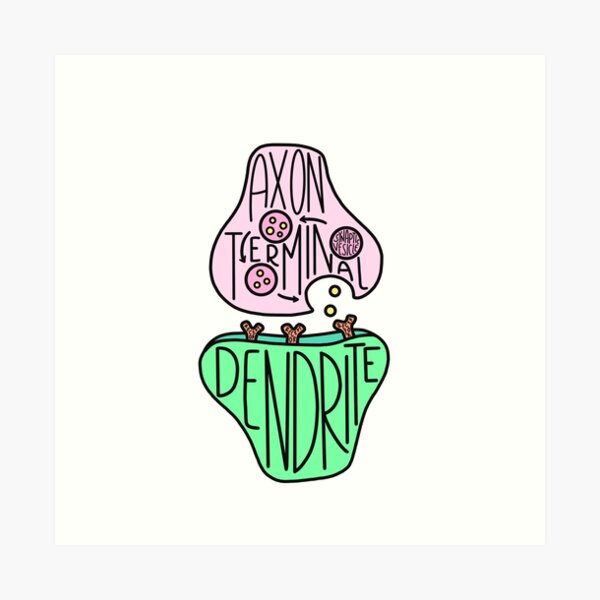 "Hand Drawn Labeled Cute Neuron Synapse" Art Print for Sale by ...
