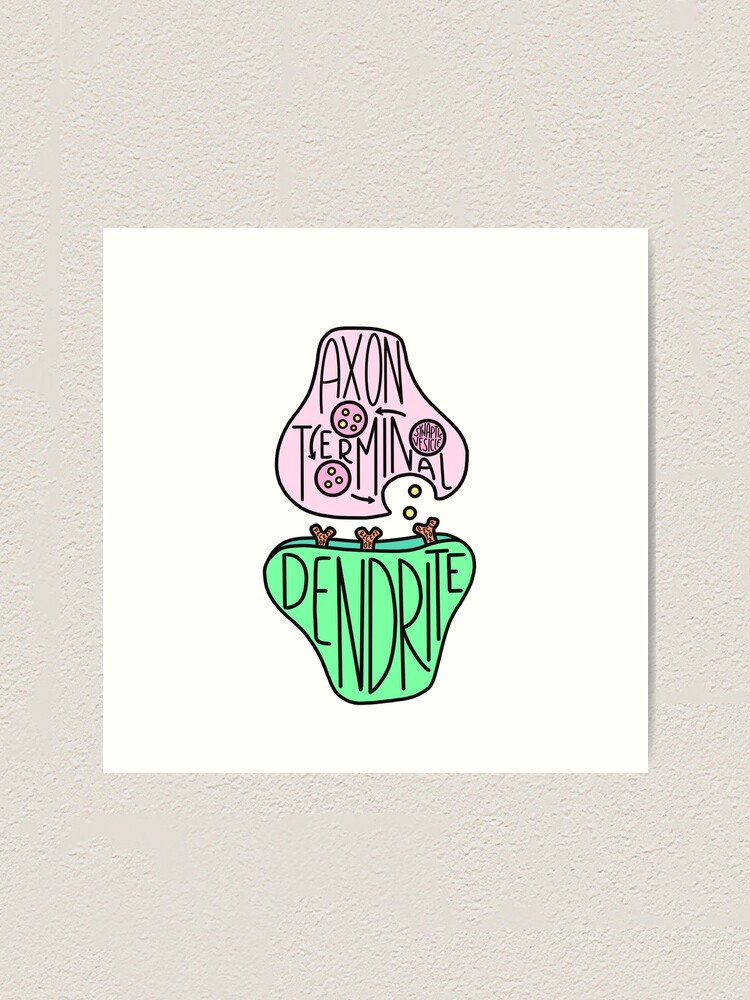 "Hand Drawn Labeled Cute Neuron Synapse" Art Print for Sale by ...