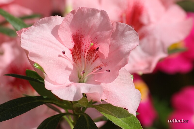 "A Glimpse Of Spring - Bertina Azalea" by reflector | Redbubble