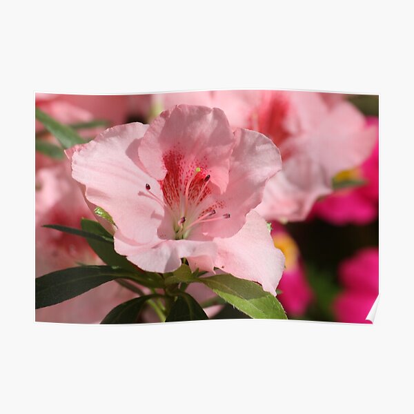 "A Glimpse Of Spring - Bertina Azalea" Poster for Sale by reflector ...