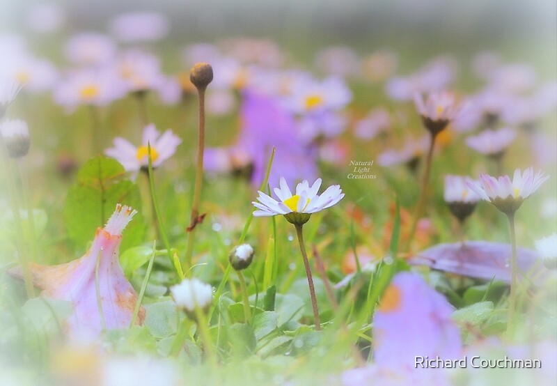 "" Heaven's Petals Falling "" by Richard Couchman | Redbubble