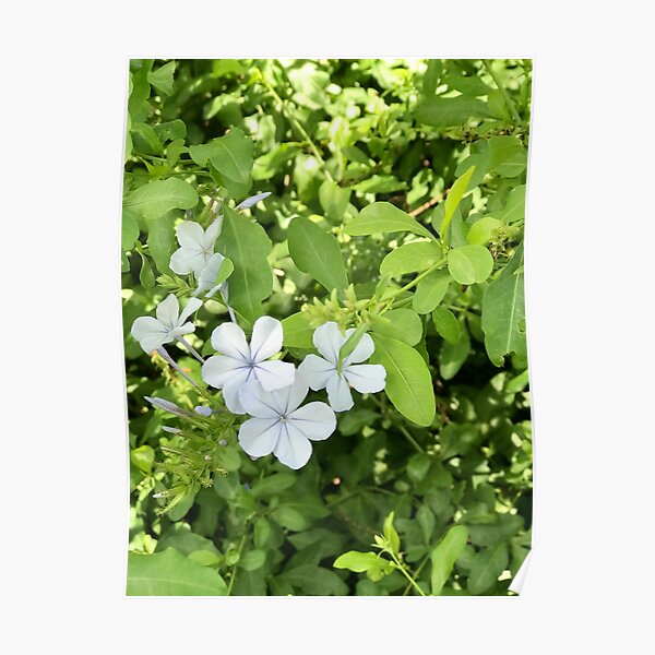 "Delicate" Poster for Sale by peixeazul | Redbubble