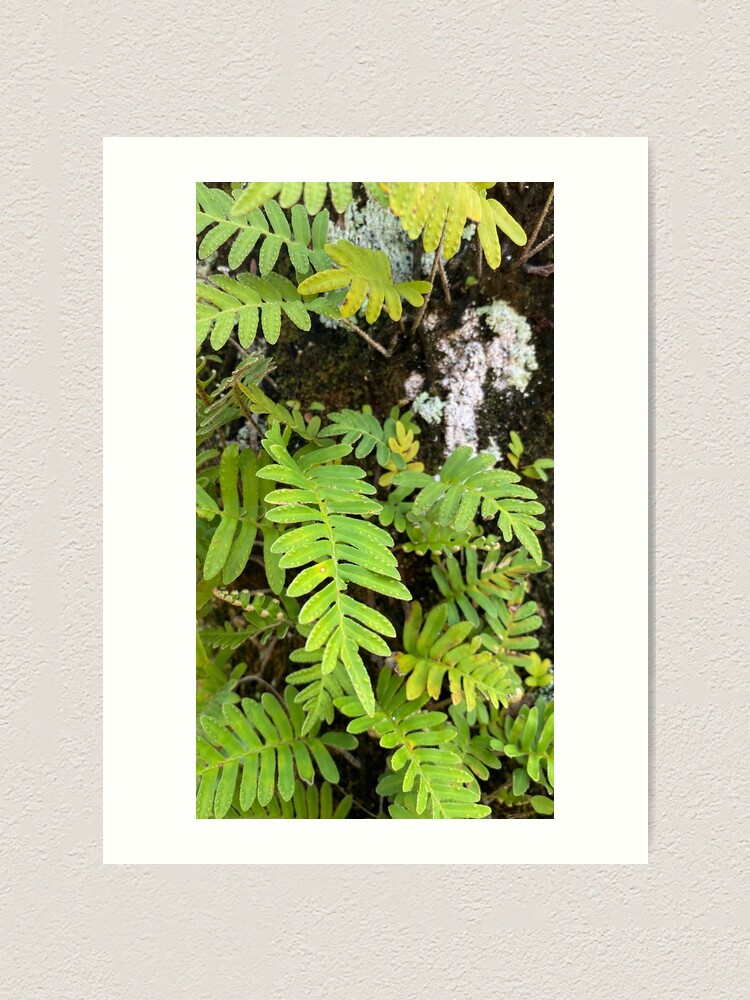 "growth on the north side of a palm tree by Mark Ewing" Art Print for Sale by LifeSpice | Redbubble
