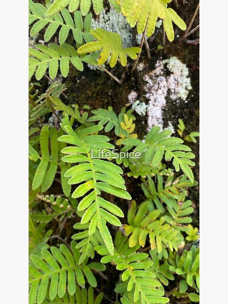"growth on the north side of a palm tree by Mark Ewing" Art Print for ...