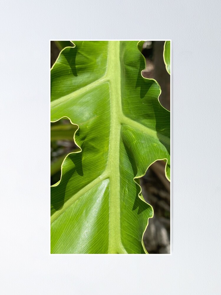 "Hart's Tongue-Fern by Mark Ewing" Poster for Sale by LifeSpice | Redbubble
