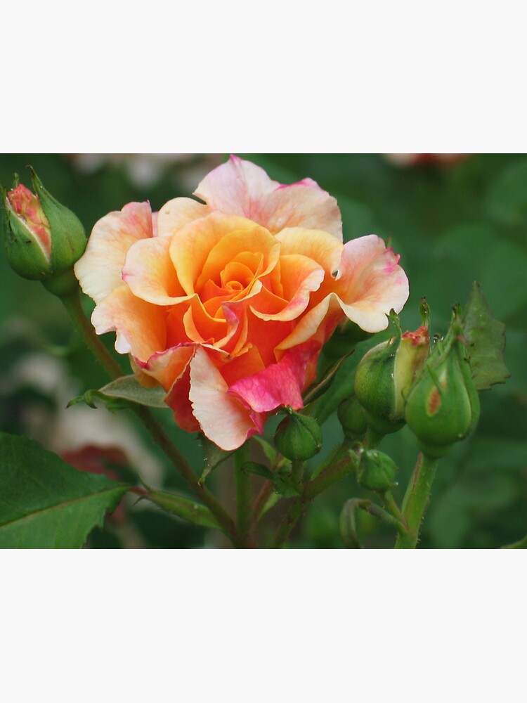 "rose oran" Sticker by rachariedel | Redbubble