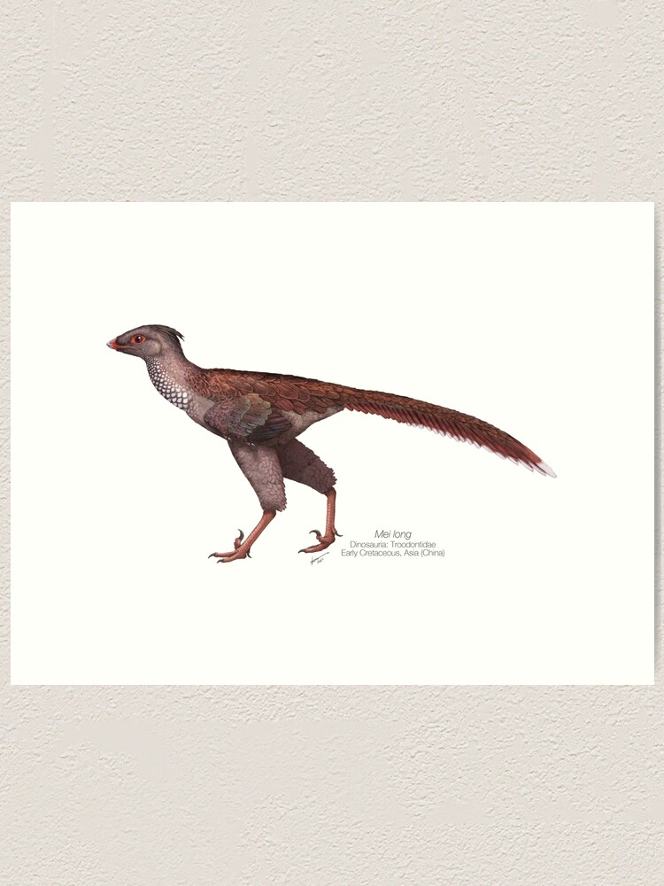 "Mei long" Art Print for Sale by SerpenIllus | Redbubble