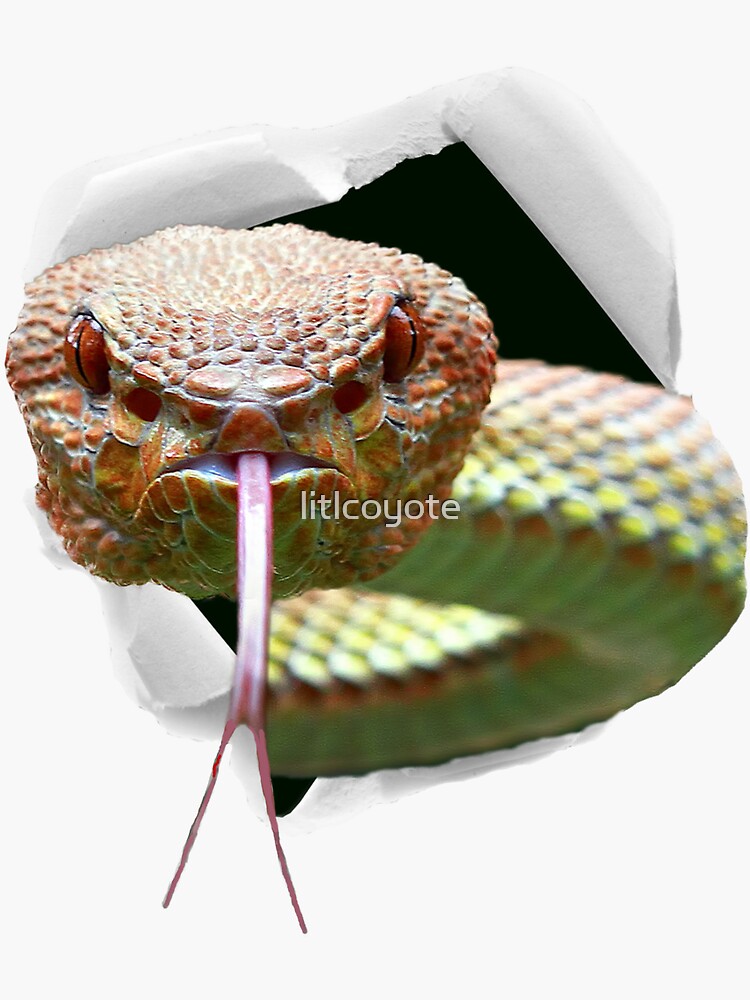 "Snake popping out" Sticker for Sale by litlcoyote | Redbubble