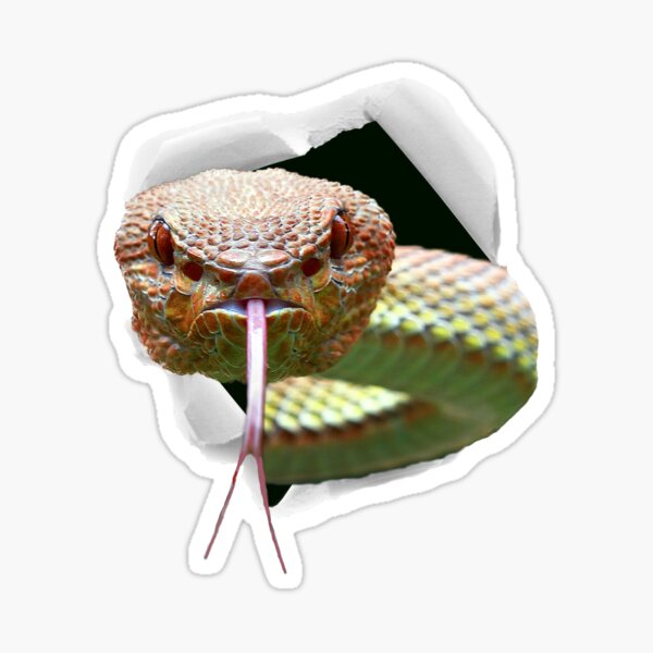 "Snake popping out" Sticker for Sale by litlcoyote | Redbubble