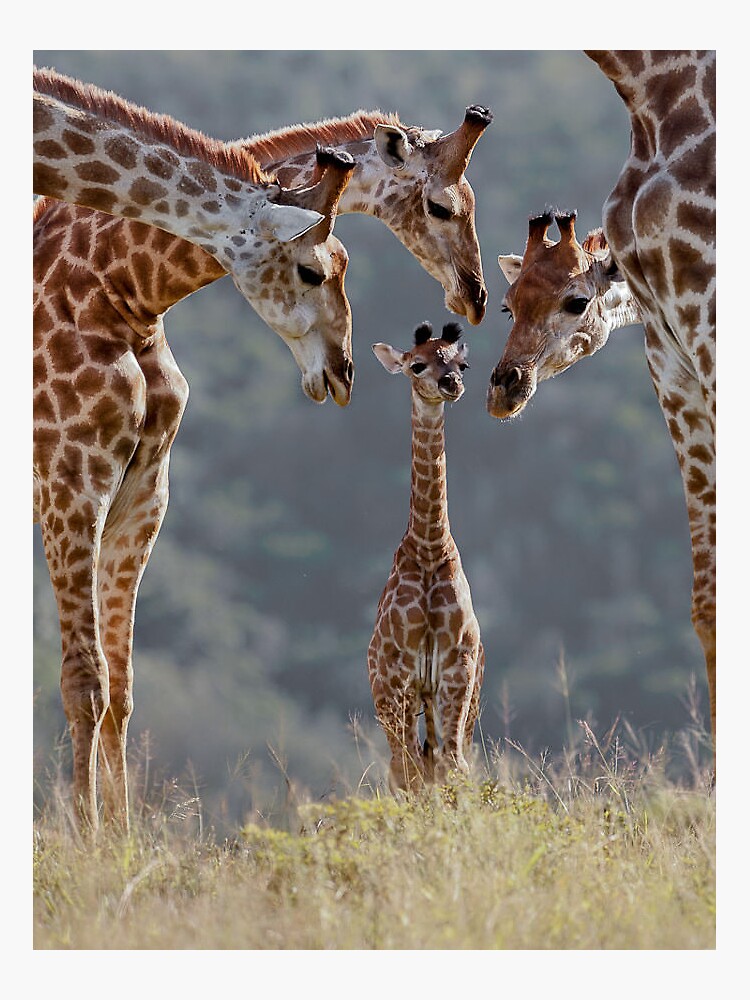 "Team work Giraffe Way" Sticker for Sale by rm1966 | Redbubble