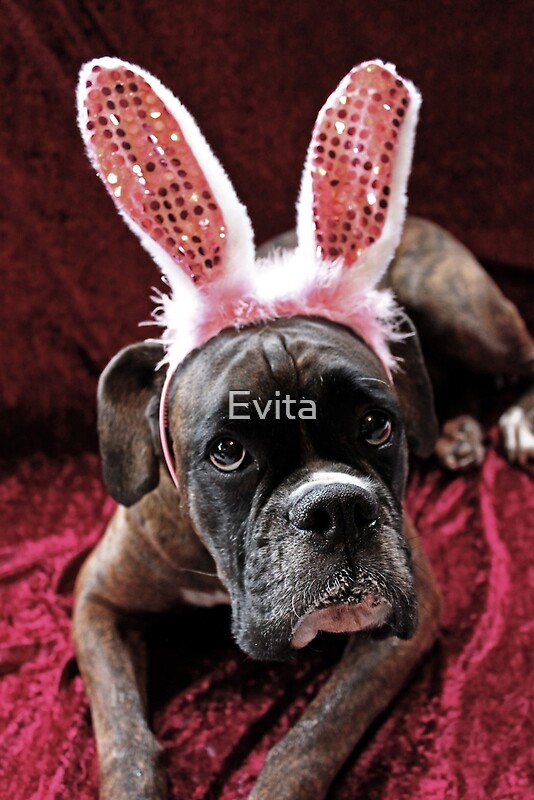 "Boxer With *Wabbit* Ears - Boxer Dogs Series" by Evita | Redbubble