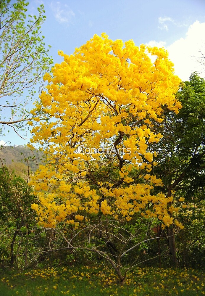 "Morning's Glory,the caribbean Poui tree. " by ConchArts | Redbubble