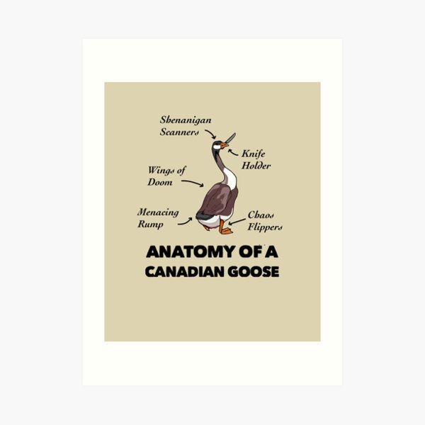 "Anatomy Of A Canadian Goose" Art Print for Sale by TheUnknown93 ...