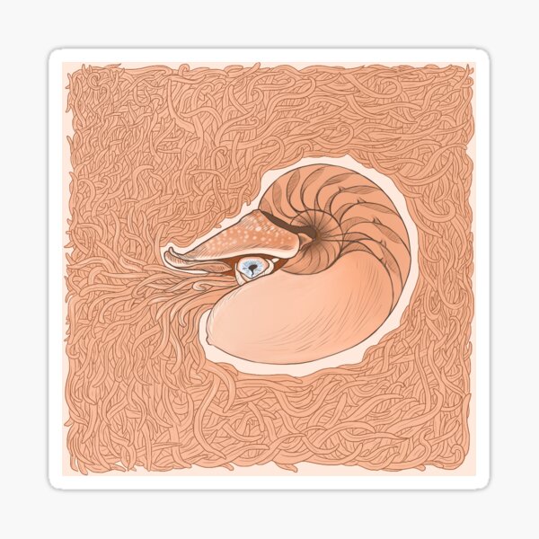 "Nautilus Design and Shell" Sticker by themagicbox | Redbubble