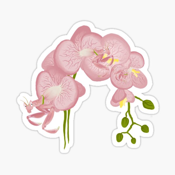 "Orchid Mantis" Sticker for Sale by OddCreaturee | Redbubble