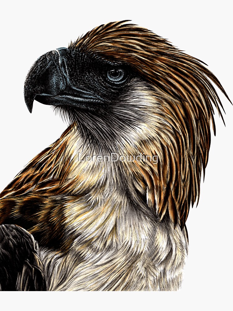 "Philippine eagle" Sticker for Sale by LorenDowding | Redbubble