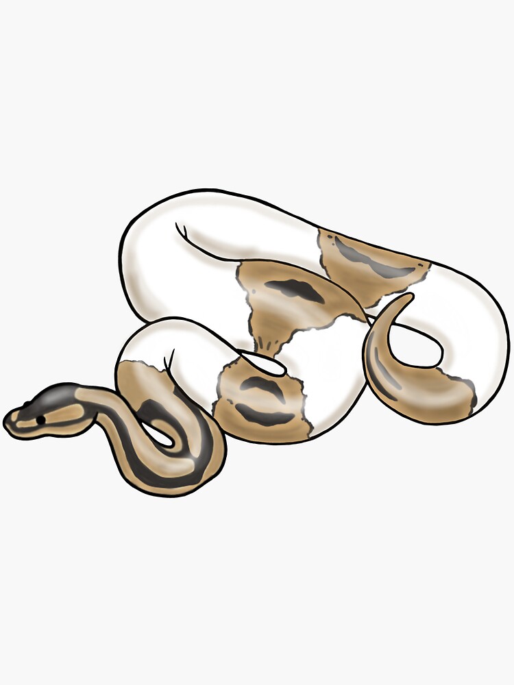 "Piebald ball python " Sticker by CordieDittus | Redbubble