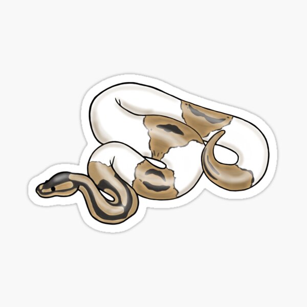 "Piebald ball python " Sticker by CordieDittus | Redbubble