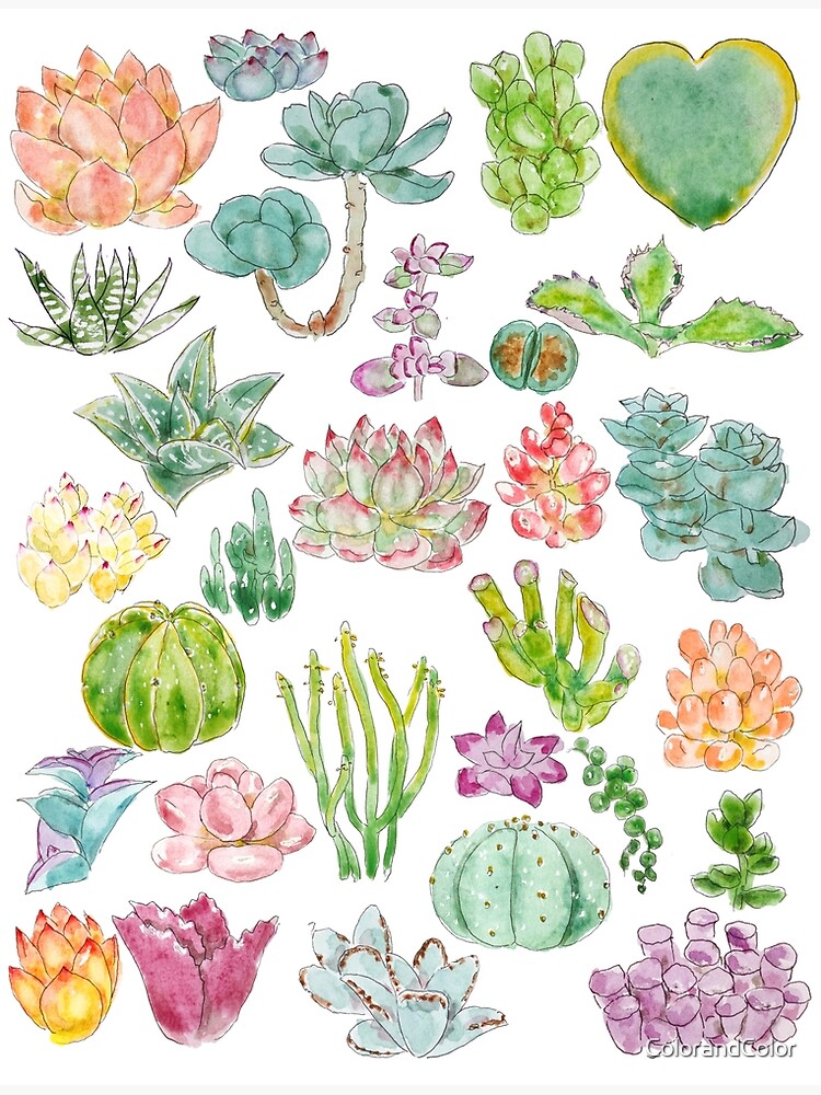 "colorful succulent collection ink and watercolor " Poster for Sale by ...