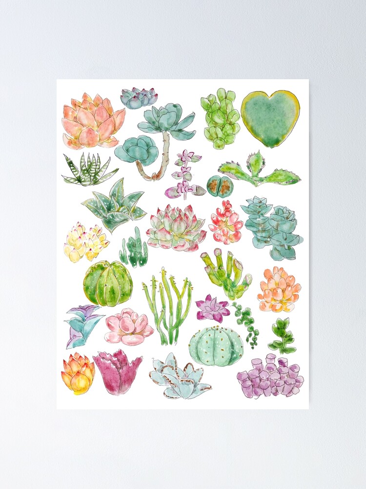 "colorful succulent collection ink and watercolor " Poster for Sale by ...