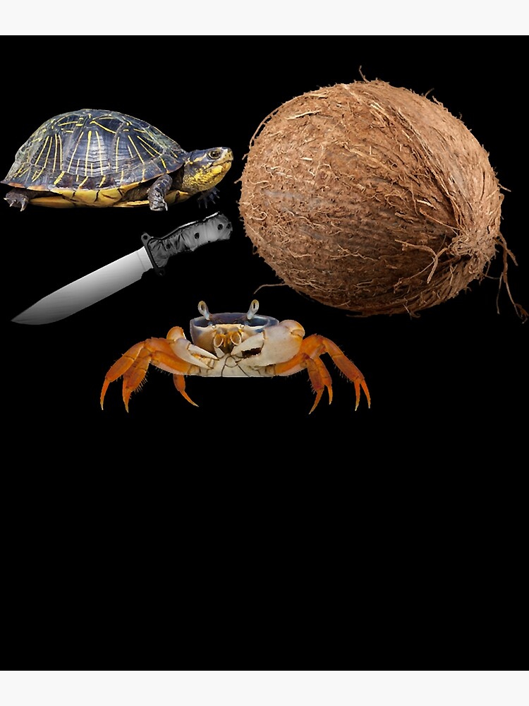 "I am very normal and fine and okay I like Pirates and Turtles with ...